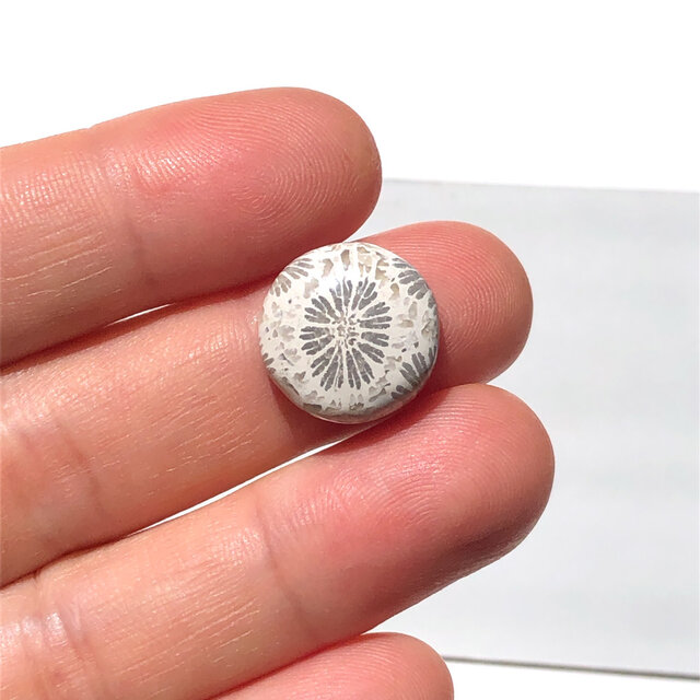 フォッシルコーラル[218] 15mm 8Cts 天然石 ／ ルース ／カボション | iichi 日々の暮らしを心地よくするハンドメイドやアンティークのマーケットプレイス