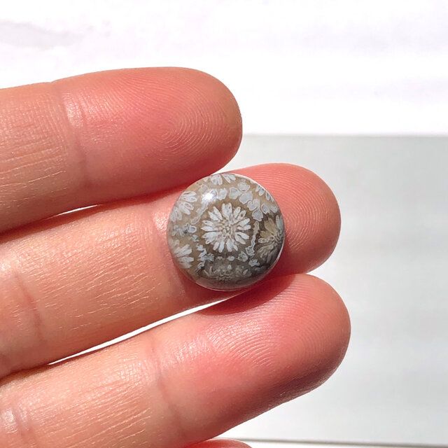 フォッシルコーラル[220] 14mm 9Cts天然石 ／ ルース ／カボション | iichi 日々の暮らしを心地よくするハンドメイドやアンティークのマーケットプレイス