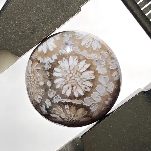 フォッシルコーラル[220] 14mm 9Cts天然石 ／ ルース ／カボション | iichi 日々の暮らしを心地よくするハンドメイドやアンティークのマーケットプレイス