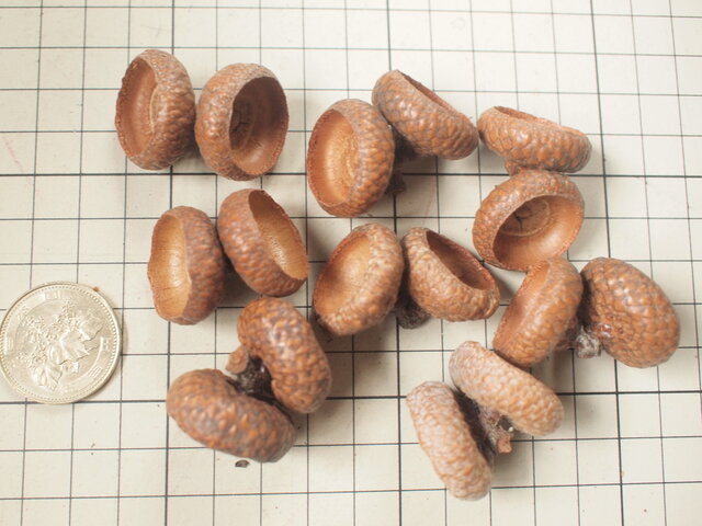 どんぐり帽子 双子8組 大きい！2.5㎝強 個 500円-5円玉サイズ No.13 | iichi 日々の暮らしを心地よくするハンドメイドやアンティークのマーケットプレイス