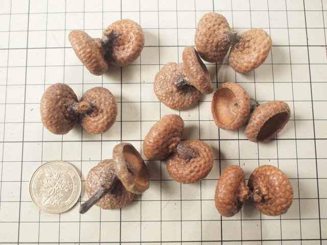どんぐり帽子 双子8組 大きい！2．4㎝強 個 500円-5円玉サイズ No.15 | iichi 日々の暮らしを心地よくするハンドメイドやアンティークのマーケットプレイス
