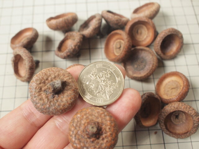 どんぐり帽子 特大！2.5-2.7㎝ 20個 500円玉サイズ No.11 | iichi 日々の暮らしを心地よくするハンドメイドやアンティークのマーケットプレイス