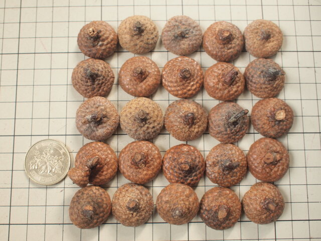 どんぐり帽子 大きい！2.3㎝ 20個 10円玉よりちょっと大きい No.19 | iichi 日々の暮らしを心地よくするハンドメイドやアンティークのマーケットプレイス