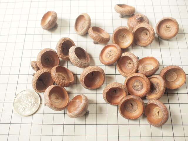 どんぐり帽子 大きい！2.3㎝ 20個 10円玉よりちょっと大きい No.19 | iichi 日々の暮らしを心地よくするハンドメイドやアンティークのマーケットプレイス