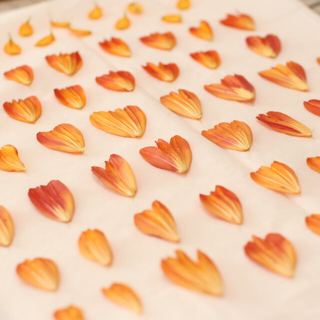 Pressed flower フレーム〜押し花アート〜A5 Autumn Cherry | iichi 日々の暮らしを心地よくするハンドメイドやアンティークのマーケットプレイス