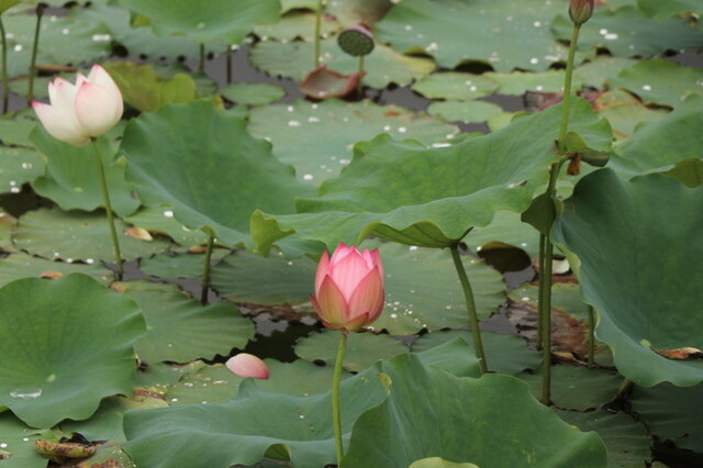 蓮糸(藕絲)Normal | iichi 日々の暮らしを心地よくするハンドメイドやアンティークのマーケットプレイス