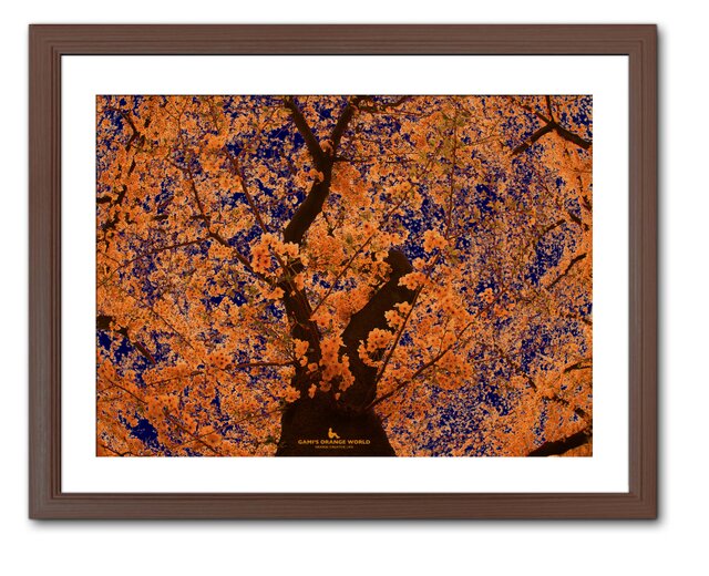 【額付アート写真/A3サイズ】ORANGE CHERRY TREE（オレンジの桜） | iichi 日々の暮らしを心地よくするハンドメイドやアンティークのマーケットプレイス