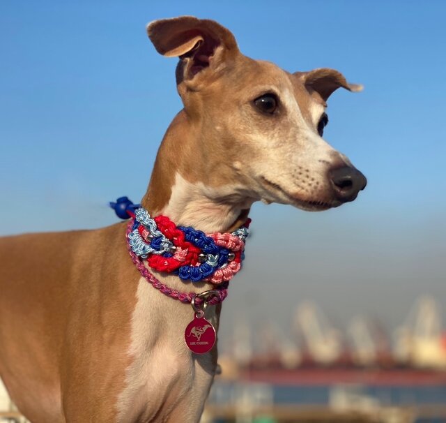 重なる花弁のような(マーティンゲールタイプ)首輪 小型犬用(内周21cm～頭回り25cm) | iichi 日々の暮らしを心地よくするハンドメイドやアンティークのマーケットプレイス