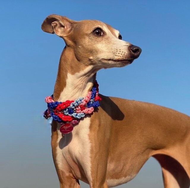 重なる花弁のような(マーティンゲールタイプ)首輪 小型犬用(内周21cm～頭回り25cm) | iichi 日々の暮らしを心地よくするハンドメイドやアンティークのマーケットプレイス