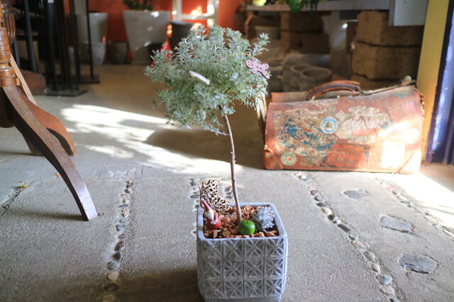 ハーブ の X'masツリー ♡ サンタさん！まあるいトピアリー ウェストリンギア スモーキーホワイト | iichi 日々の暮らしを心地よくするハンドメイドやアンティークのマーケットプレイス