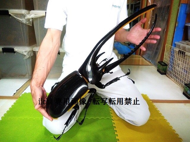 ネプチューンオオカブト MEGA・BIG リアルフィギュア | iichi 日々の暮らしを心地よくするハンドメイドやアンティークのマーケットプレイス