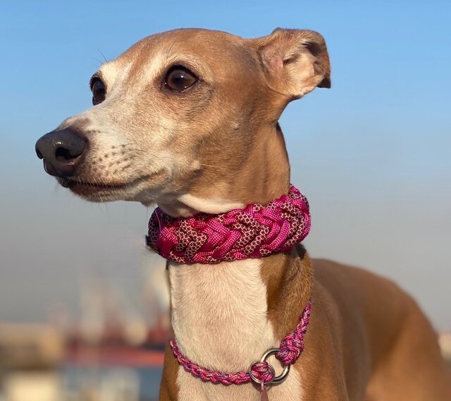 ウイペット、イタグレなど首の細い犬種用 バックルタイプ首輪 (内周21cm) | iichi 日々の暮らしを心地よくするハンドメイドやアンティークのマーケットプレイス