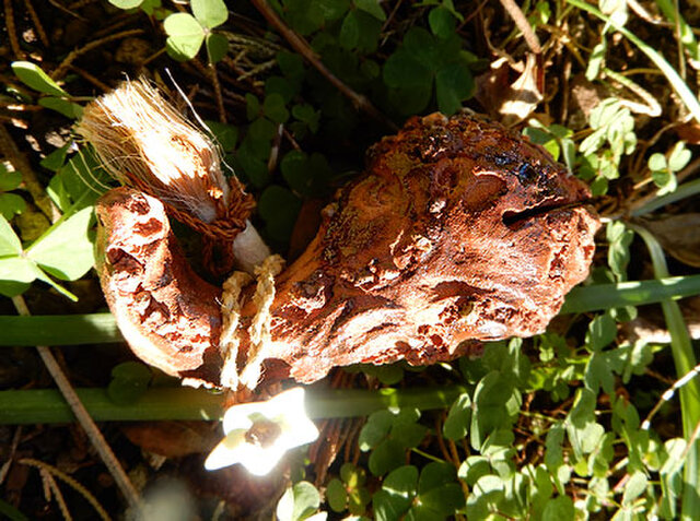 火水 土鈴 音開き | iichi 日々の暮らしを心地よくするハンドメイドやアンティークのマーケットプレイス