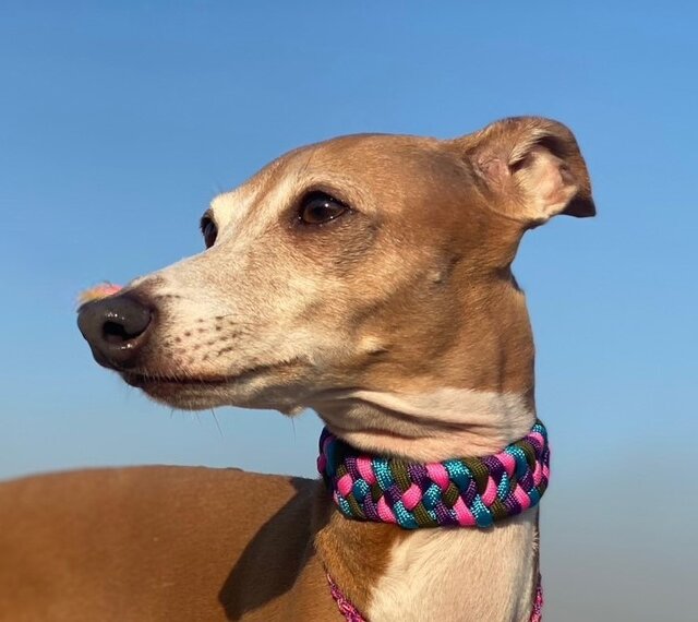 ウイペット、イタグレなど首の細い犬種用 バックルタイプ首輪 (内周21cm) | iichi 日々の暮らしを心地よくするハンドメイドやアンティークのマーケットプレイス