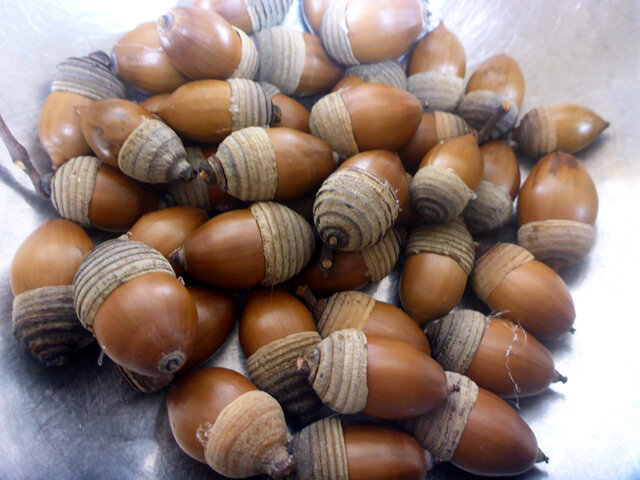 帽子付きドングリ（アラカシ、シラカシ、ウラジロガシ）黒色小30個 | iichi 日々の暮らしを心地よくするハンドメイドやアンティークのマーケットプレイス