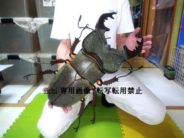 ミヤマクワガタ MEGA・BIG リアルフィギュア | iichi 日々の暮らしを心地よくするハンドメイドやアンティークのマーケットプレイス