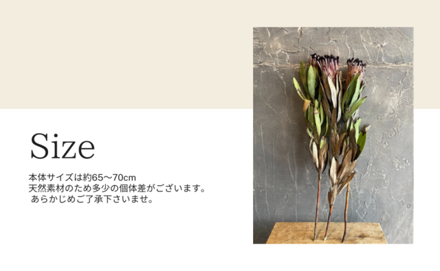 プロテア 2 3本 ドライフラワー アレンジメント インテリア Risa la fuente | iichi 日々の暮らしを心地よくするハンドメイドやアンティークのマーケットプレイス