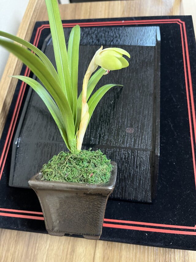 クレイフラワー 春蘭 | iichi 日々の暮らしを心地よくするハンドメイドやアンティークのマーケットプレイス