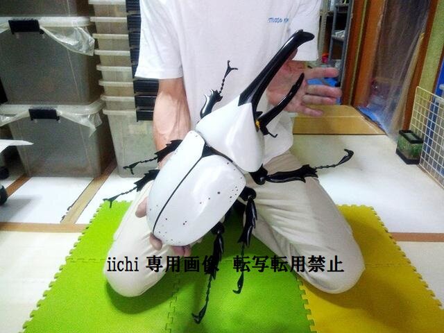 グラントシロカブト MEGA・BIG リアルフィギュア | iichi 日々の暮らしを心地よくするハンドメイドやアンティークのマーケットプレイス