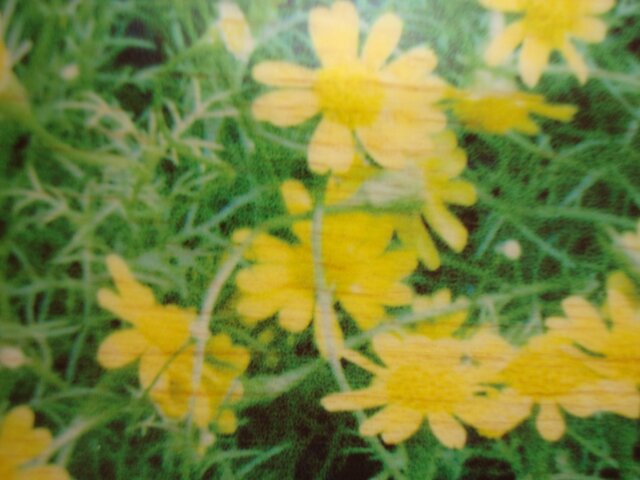 yellow flower 2 | iichi 日々の暮らしを心地よくするハンドメイドやアンティークのマーケットプレイス