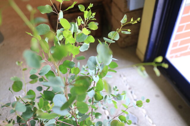 ＜再々再々入荷＞ ちょっと大きな♡ユーカリ ポポラスの木 ハートの葉っぱ アンティーク風鉢付き | iichi 日々の暮らしを心地よくする ...