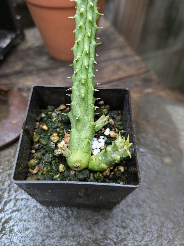 ガガイモ シュナイデリアナ 抜き苗 約10cm | iichi 日々の暮らしを心地よくするハンドメイドやアンティークのマーケットプレイス