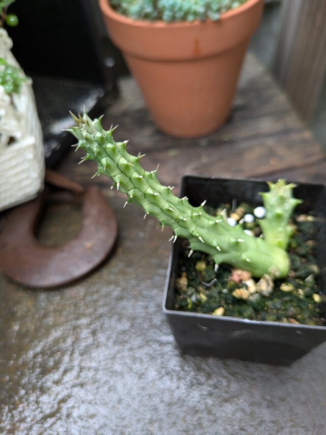 ガガイモ シュナイデリアナ 抜き苗 約10cm | iichi 日々の暮らしを心地よくするハンドメイドやアンティークのマーケットプレイス