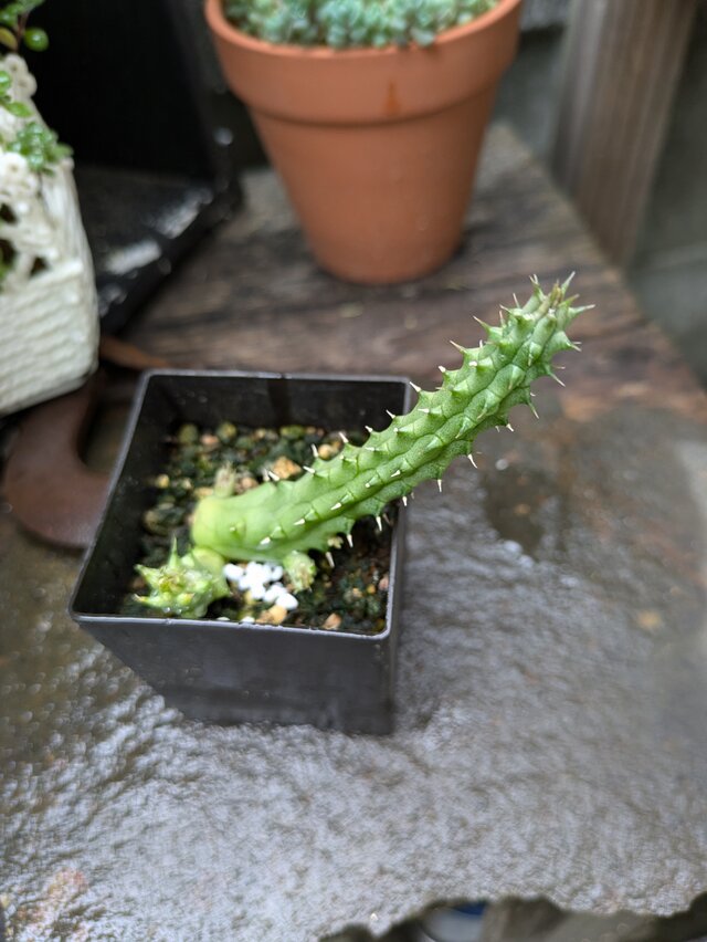 ガガイモ シュナイデリアナ 抜き苗 約10cm | iichi 日々の暮らしを心地よくするハンドメイドやアンティークのマーケットプレイス