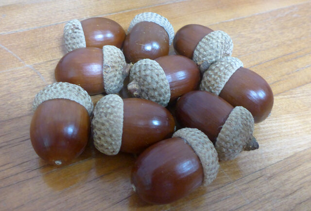 【2024年製】帽子付きどんぐり（アベマキ特大） 10個 | iichi 日々の暮らしを心地よくするハンドメイドやアンティークのマーケットプレイス