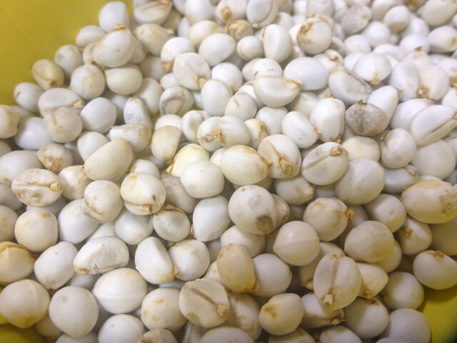 【2024年10月収穫】ナンキンハゼの実（バラ200個） | iichi 日々の暮らしを心地よくするハンドメイドやアンティークのマーケットプレイス