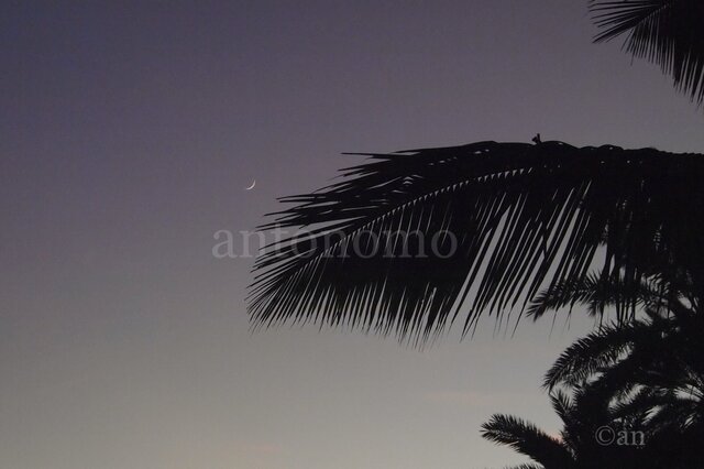 Hawaii 01 A3ポスター アート/写真/インテリア | iichi 日々の暮らしを心地よくするハンドメイドやアンティークのマーケットプレイス