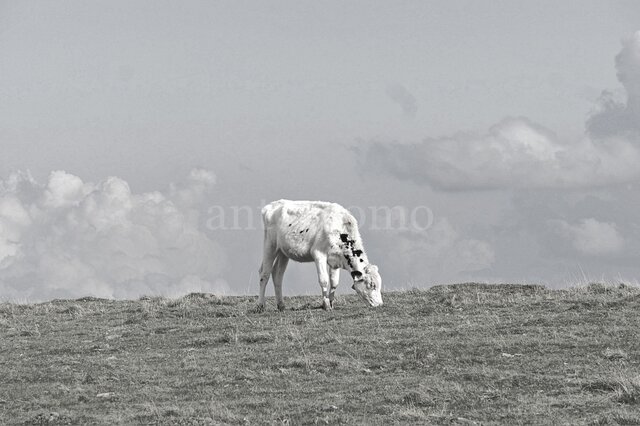 Japan 02 A3ポスター アート/写真/インテリア | iichi 日々の暮らしを心地よくするハンドメイドやアンティークのマーケットプレイス