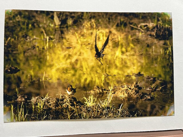 Tittle:I want to meet all person swallow’s feelings to spring | iichi 日々の暮らしを心地よくするハンドメイドやアンティーク ...