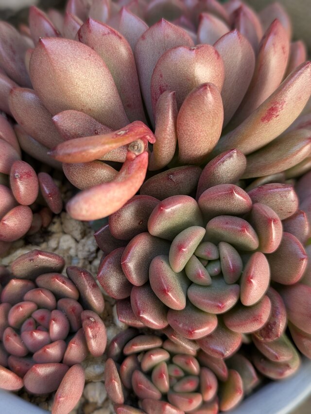 多肉植物 ピンクルルビー カット苗 1つ | iichi 日々の暮らしを心地よくするハンドメイドやアンティークのマーケットプレイス