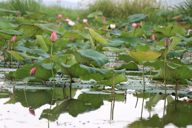 100%蓮ストール | iichi 日々の暮らしを心地よくするハンドメイドやアンティークのマーケットプレイス