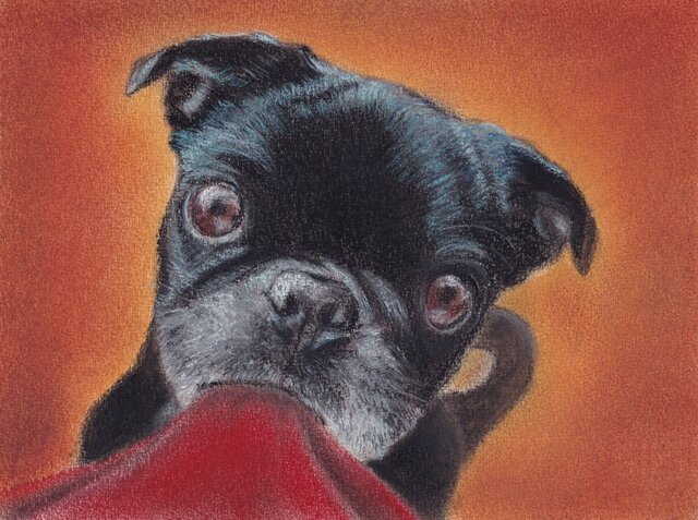 黒パグ（パステル画 原画） | iichi 日々の暮らしを心地よくするハンドメイドやアンティークのマーケットプレイス