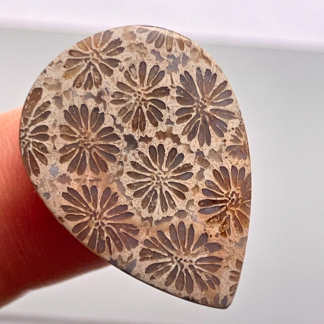 フォッシルコーラル[225] 25x18mm 13Cts 天然石 ルース／カボション | iichi 日々の暮らしを心地よくするハンドメイドやアンティークのマーケットプレイス
