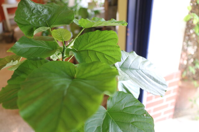 ＜1点のみ＞ 大きな♡クネッと！ フィカス ウンベラータ | iichi 日々の暮らしを心地よくするハンドメイドやアンティークのマーケットプレイス