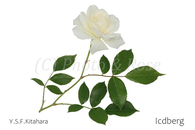 バラのポストカード アイスバーグ | iichi 日々の暮らしを心地よくするハンドメイドやアンティークのマーケットプレイス