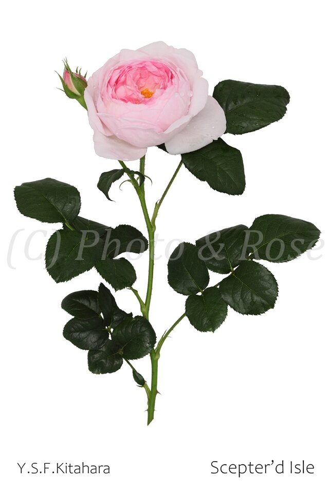 バラのポストカード セプタード・アイル | iichi 日々の暮らしを心地よくするハンドメイドやアンティークのマーケットプレイス