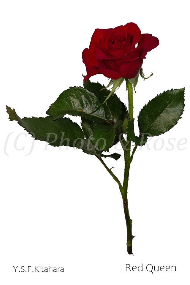 バラのポストカード レッド・クイーン | iichi 日々の暮らしを心地よくするハンドメイドやアンティークのマーケットプレイス