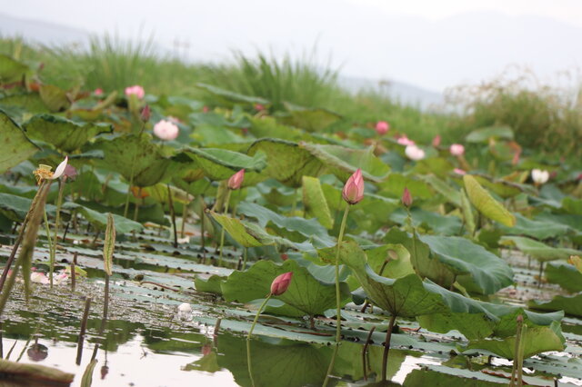 100%蓮糸(藕絲)Normal | iichi 日々の暮らしを心地よくするハンドメイドやアンティークのマーケットプレイス