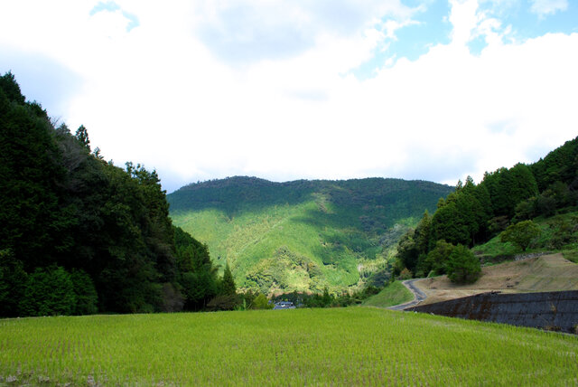 呼吸する和紙のタペストリー／縦114.5cm 横29.7cm〈一点物〉 | iichi 日々の暮らしを心地よくするハンドメイドやアンティークのマーケットプレイス