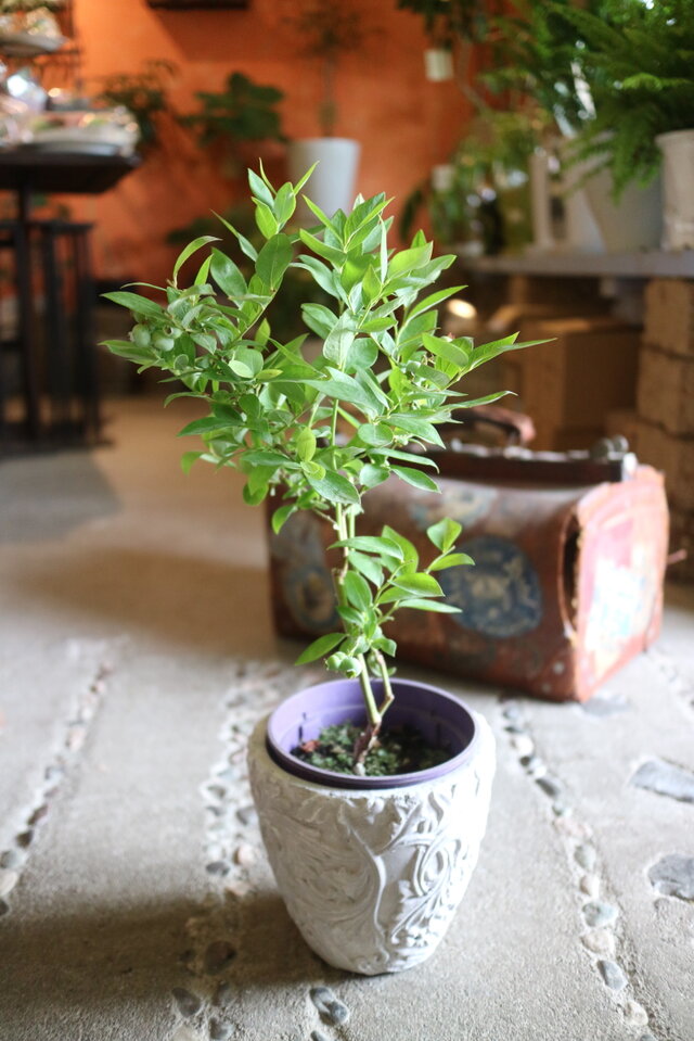 実がいっぱい♡ キュートな！ ブルーベリーの木 ＜ピロシキー＞ 鉢付 | iichi 日々の暮らしを心地よくするハンドメイドやアンティークのマーケットプレイス