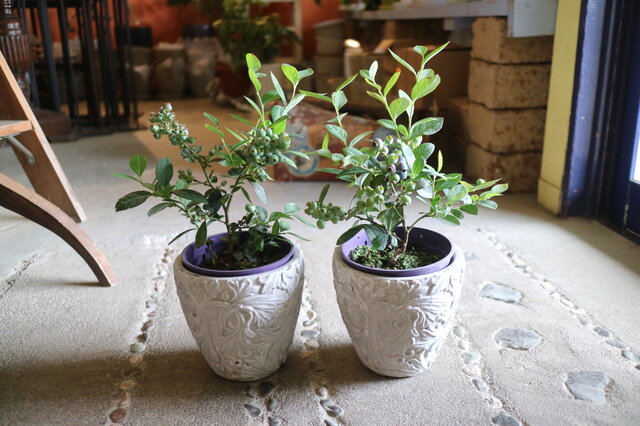 実がいっぱい♡ キュートな！ ブルーベリーの木 ＜ミスティー＞ 鉢付 | iichi 日々の暮らしを心地よくするハンドメイドやアンティークの ...