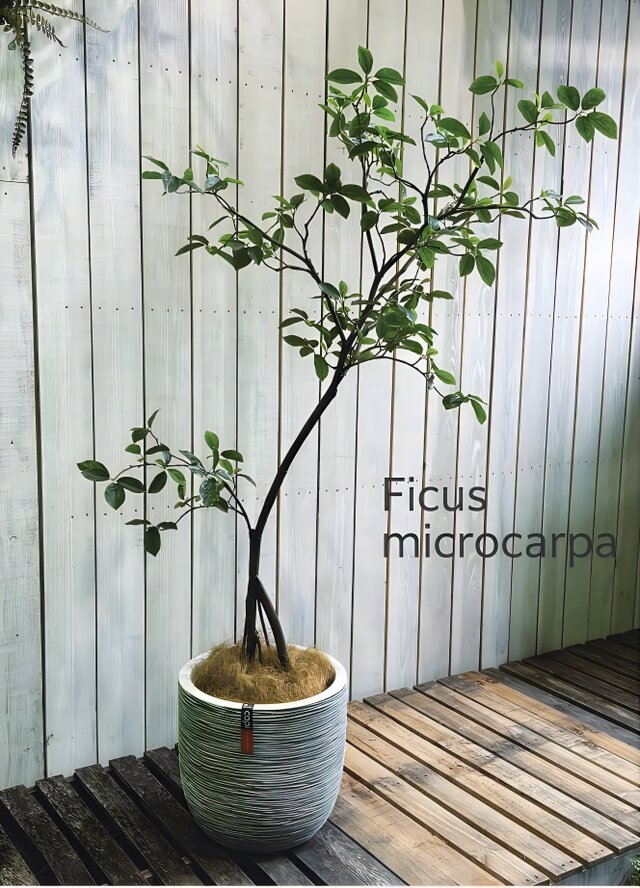 光触媒 人工観葉植物 ウォールグリーン フェイクグリーン ガジュマル150FST | iichi 日々の暮らしを心地よくするハンドメイドやアンティークのマーケットプレイス