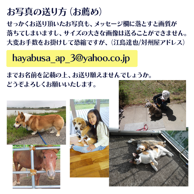 オーダーメイド/フレーム付き/アートポスター/そのままプレゼントに/すぐ飾れる/うちのネコ/A4/猫さん/にゃんこ/癒し | iichi 日々の暮らしを心地よくするハンドメイドやアンティークの ...