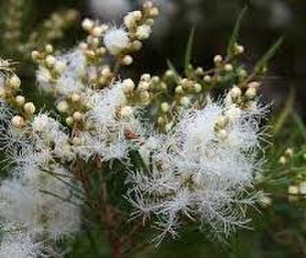 ティーツリー ＜スノーインサマー＞ハーブ 鉢付 | iichi 日々の暮らしを心地よくするハンドメイドやアンティークのマーケットプレイス