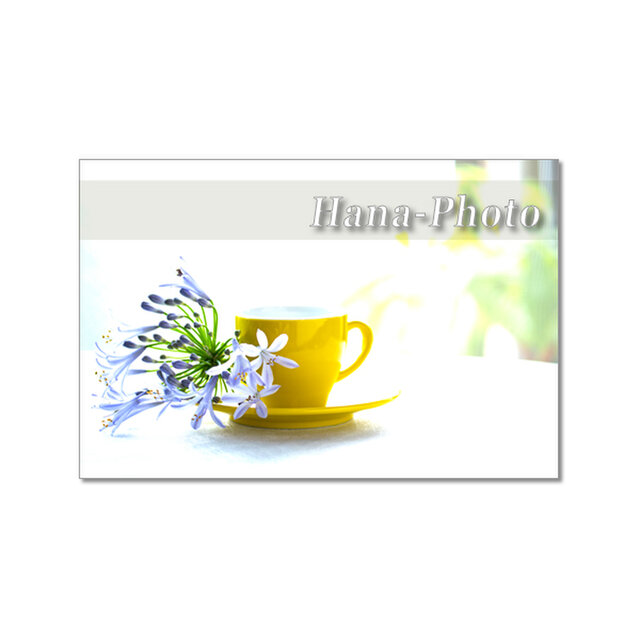 1716) ルドベキアとアガパンサスのデザイン ポストカード5枚組 | iichi 日々の暮らしを心地よくするハンドメイドやアンティークのマーケットプレイス