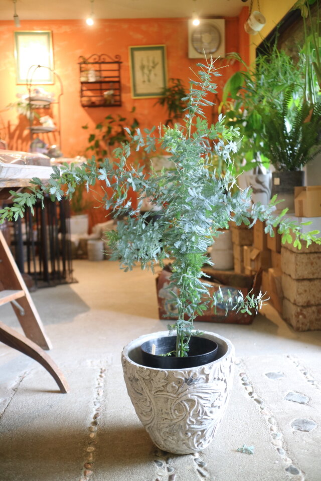 現物 ＜1点のみ＞ 大きな♡ ミモザ の木 銀葉アカシア | iichi 日々の暮らしを心地よくするハンドメイドやアンティークのマーケットプレイス